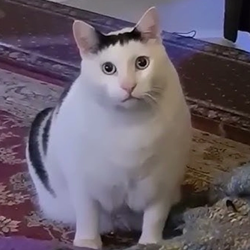 Huh Cat Meme Sound Effect Button | Soundboardguys